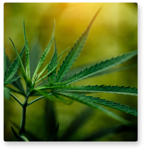 The HempCoin - Revolutionizing Agriculture and Carbon Credits